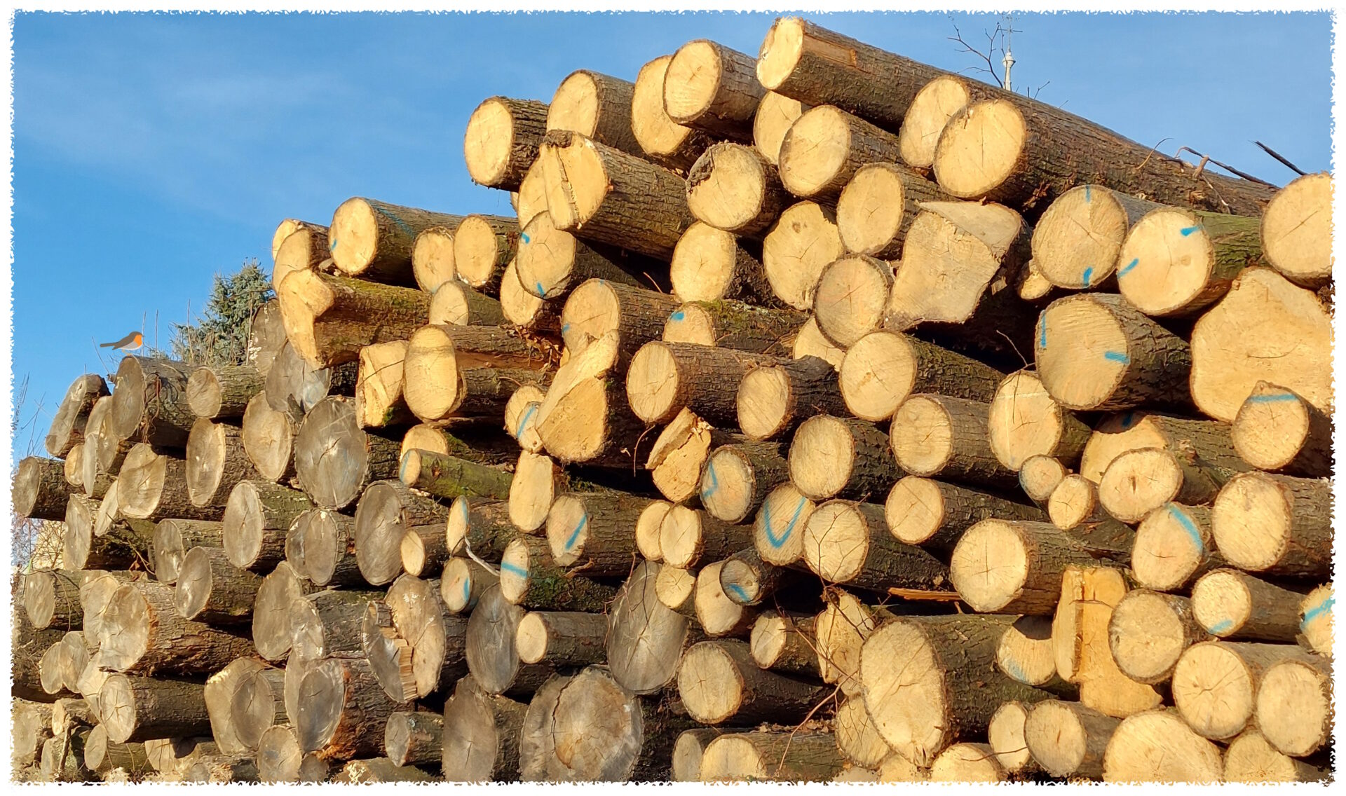 Fafajták - BAKONY TŰZIFA